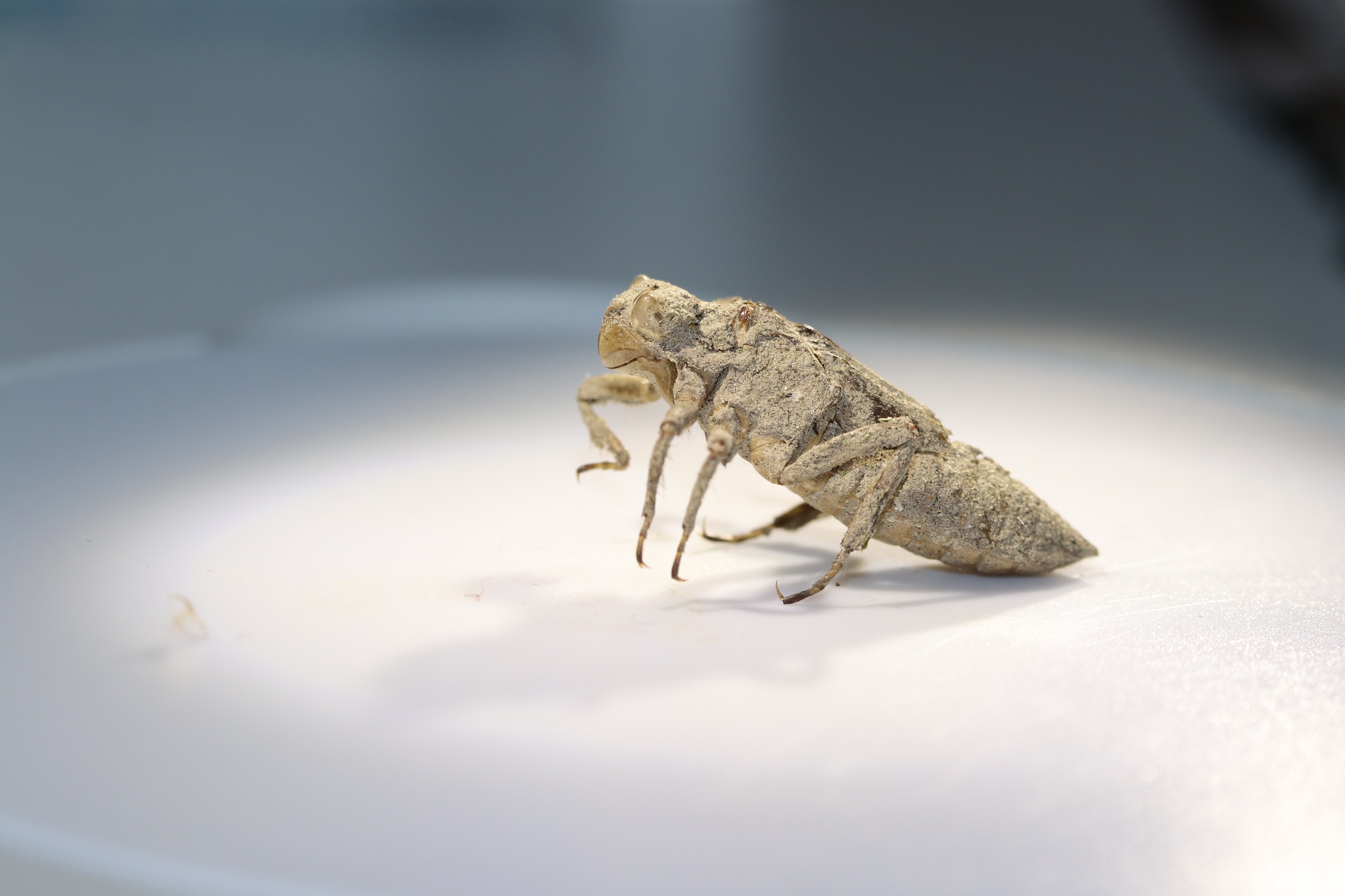 Libellules : détermination d'exuvies | Musée d'histoire naturelle Fribourg