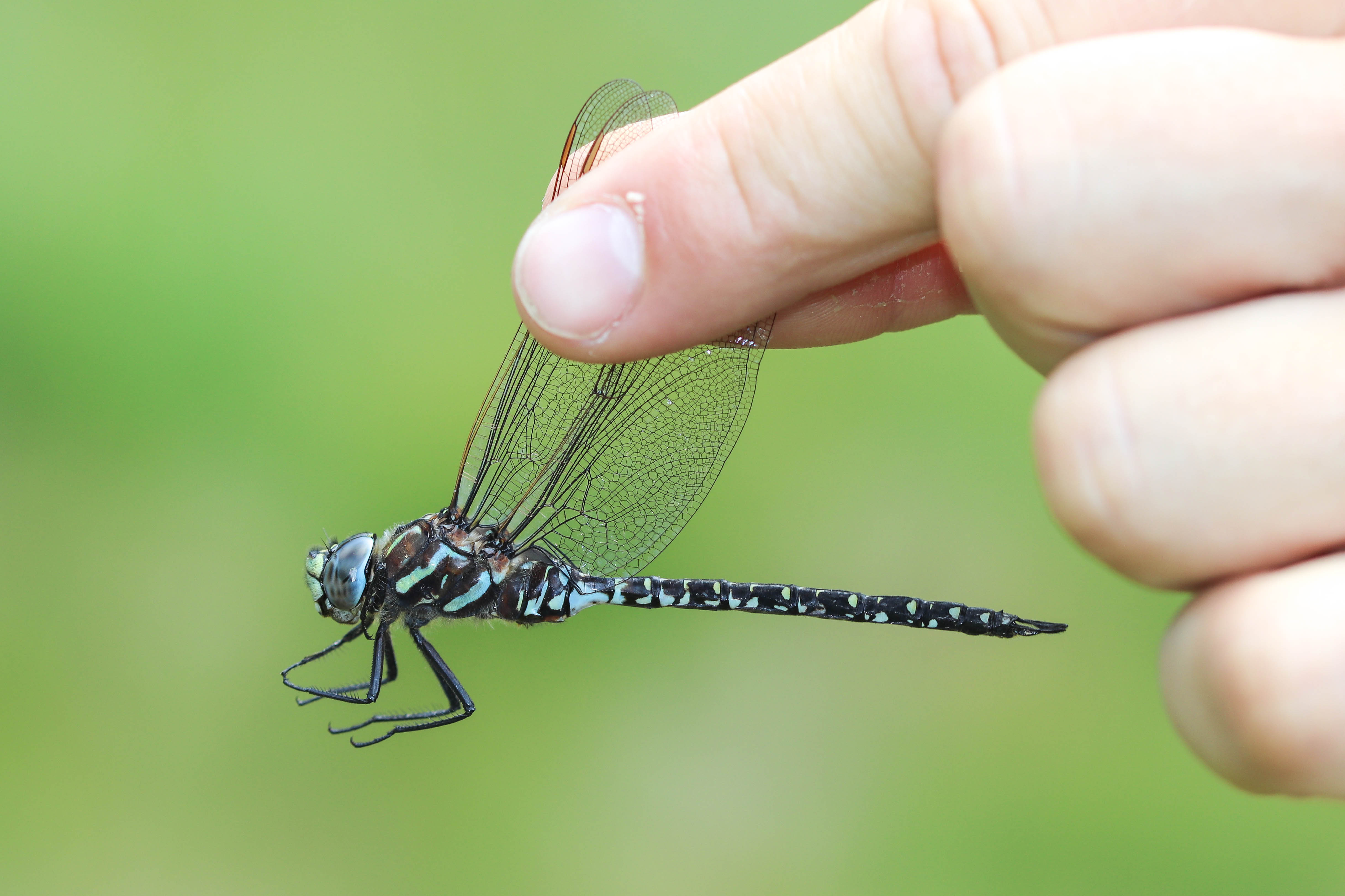 Une libellule rare à Fribourg | Musée d'histoire naturelle Fribourg