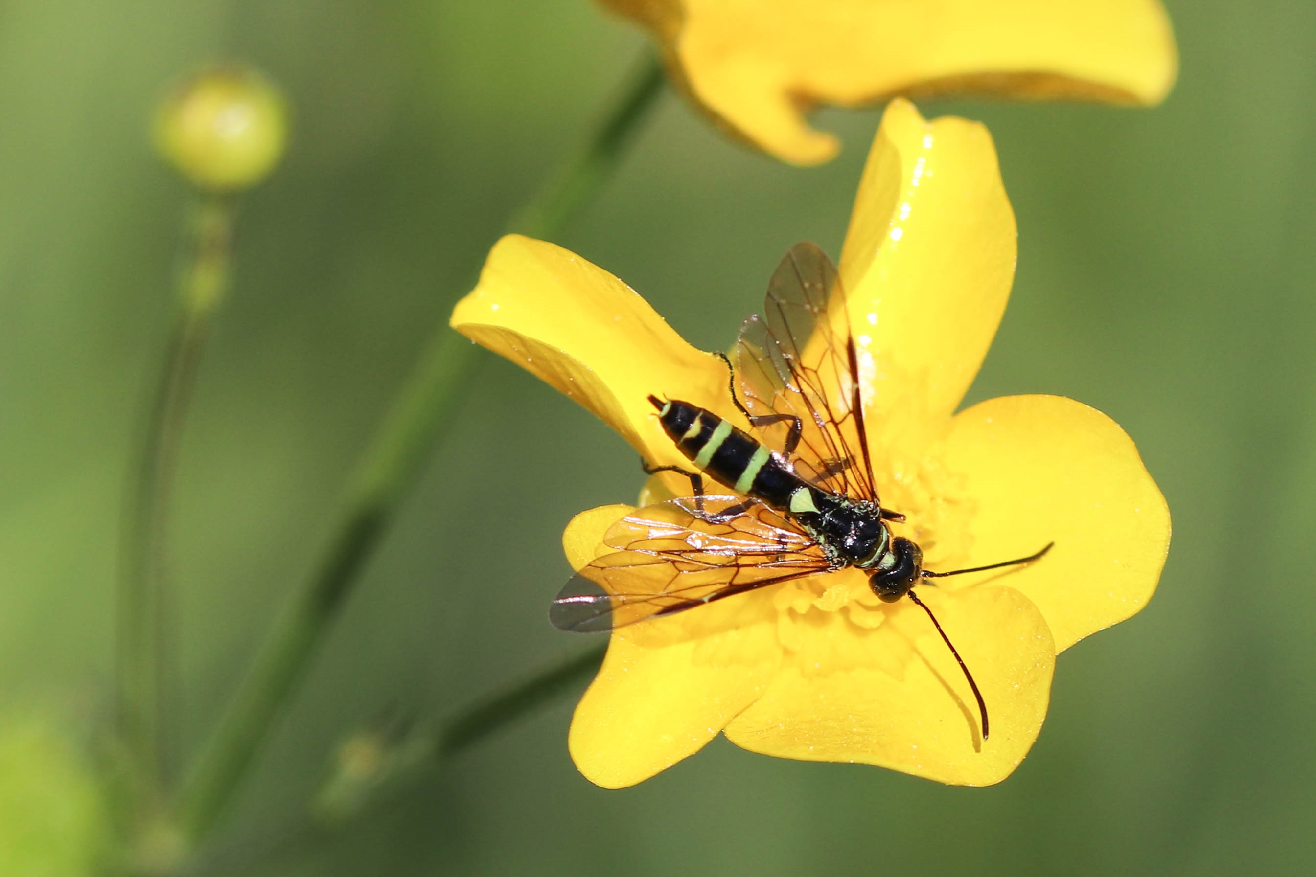 Le clin d’œil nature - Guêpe végétarienne | Musée d'histoire naturelle ...